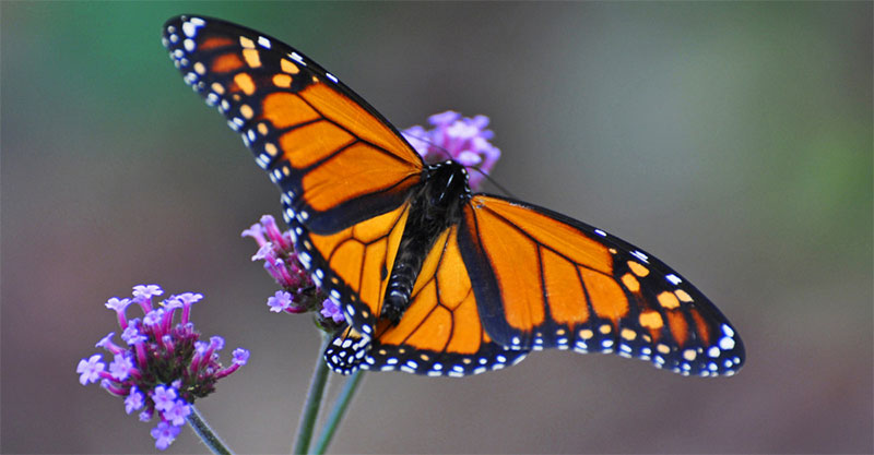 The Butterfly Metaphor and The Realm of the Heart - Living Beyond A ...